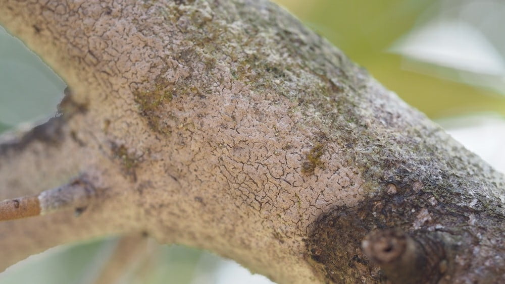 HDSD NANO BẠC ĐỒNG TRỊ NẤM HỒNG TRÊN CÂY XOÀI